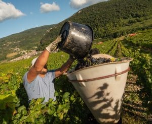 Vin Cerdon méthode ancestrale - Maison Lingot Martin